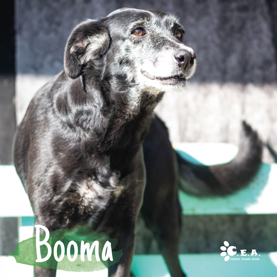 Mascotas – Fundación Colectivo Empatía Animal